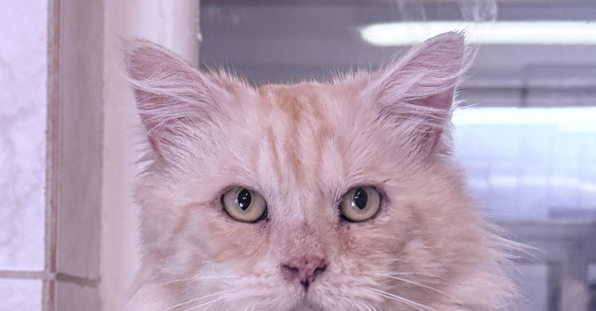 Tierheim Worms: Kater Hektor sucht liebevolles Zuhause