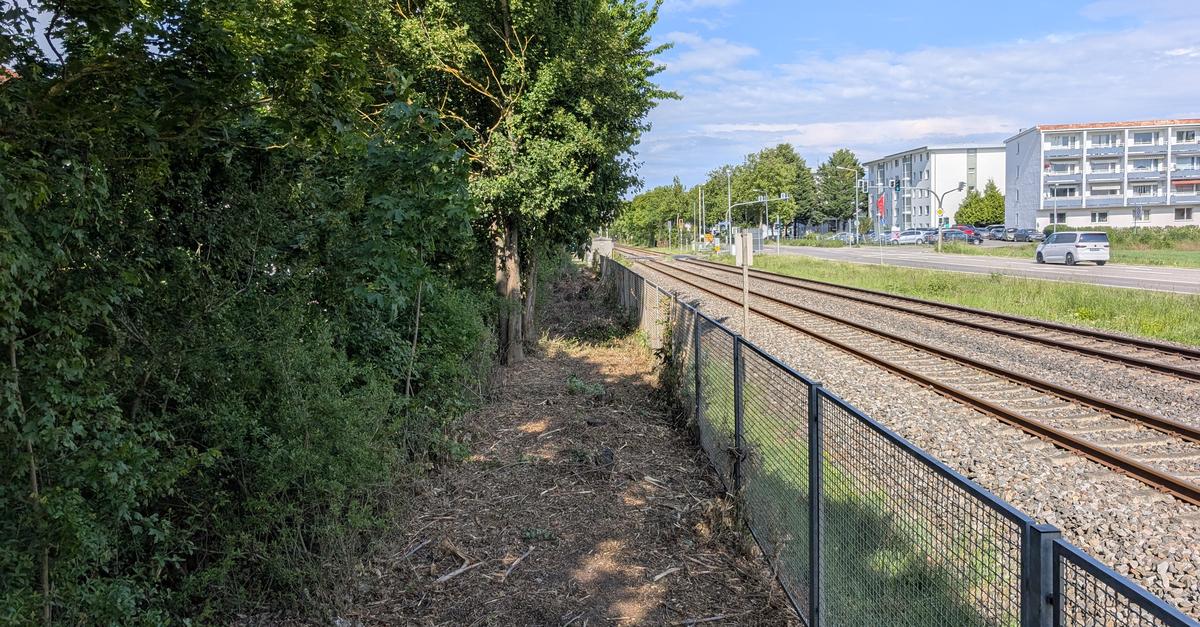 Bahn ignoriert offenbar Naturschutzgesetz bei Rodungen in Worms