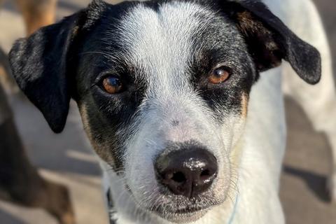 Worms: Gelehriger Hund Meister Hora sucht liebesvolles Zuhause