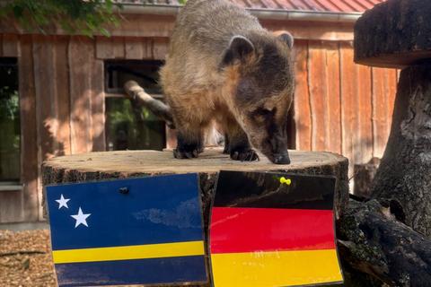 Fußball-WM: Nasenbär Specki hat in Worms den richtigen Riecher