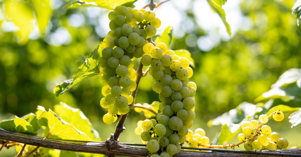 SPD Worms fordert stärkere Förderung des Weinbaus
