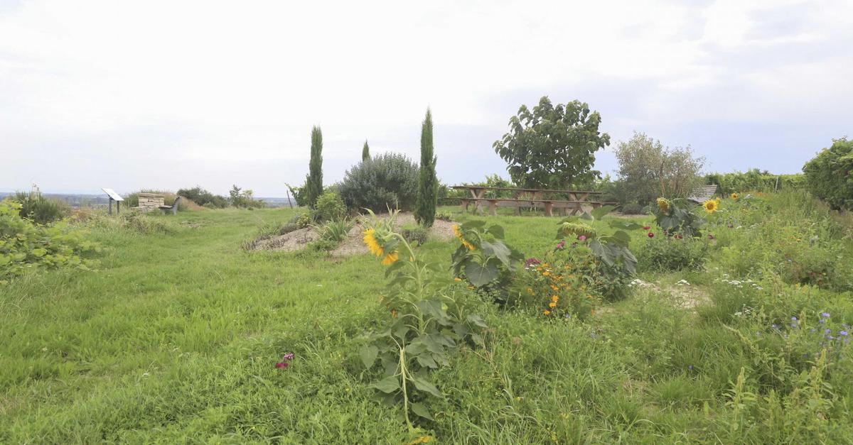 Alsheimer Hohlweg-Routen sollen Hiwwel-Tour werden