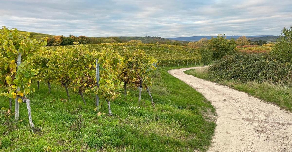 Saulheim am 31. Mai – Wein, Kunst und Kultur erleben in „WEINzigARTiges“