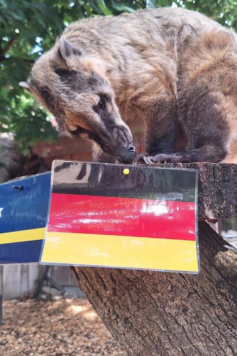 Fußball-WM: Nasenbär Specki hat in Worms den richtigen Riecher
