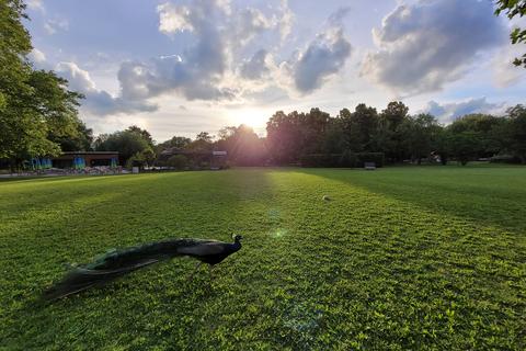 Tiere in Dämmerung erleben: Mittsommernachtsführung im Tiergarten Worms