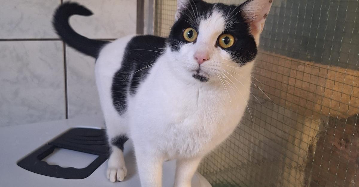 Munchkin und Minou suchen liebevolles Zuhause bei Tierfreunden