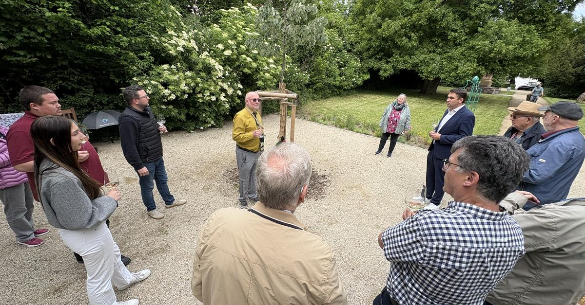 Pfeddersheim: Weinorden pflanzt Silberlinde bei Baumpflanzchallenge