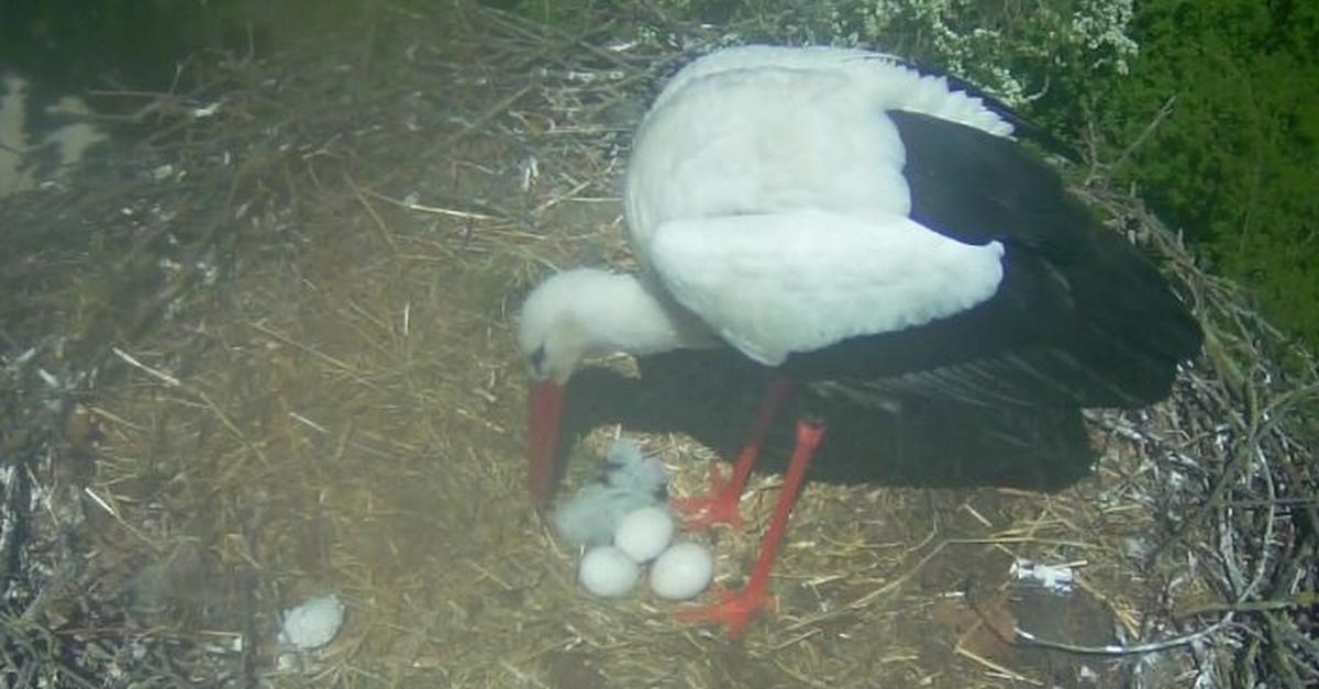 Storchennachwuchs im Wormser Tiergarten