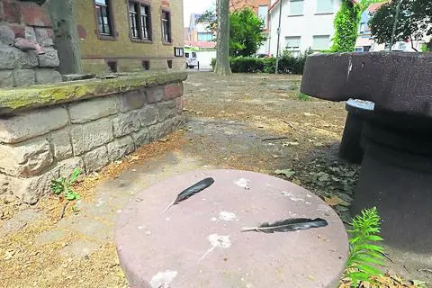 Krähen-Alarm im Wormser Stadtteil Leiselheim