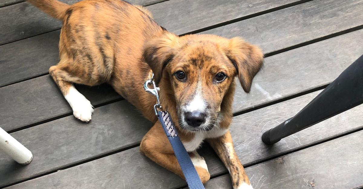 Immer wieder Ärger mit dubiosen Hunde-Händlern