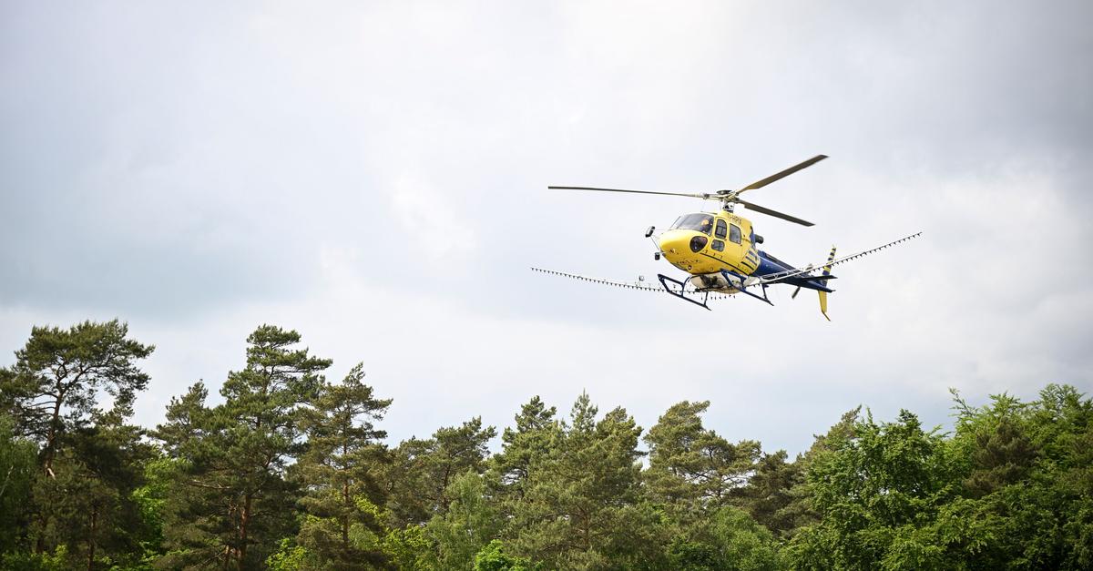 Hitze als Booster: Eichenprozessionsspinner werden zur Plage