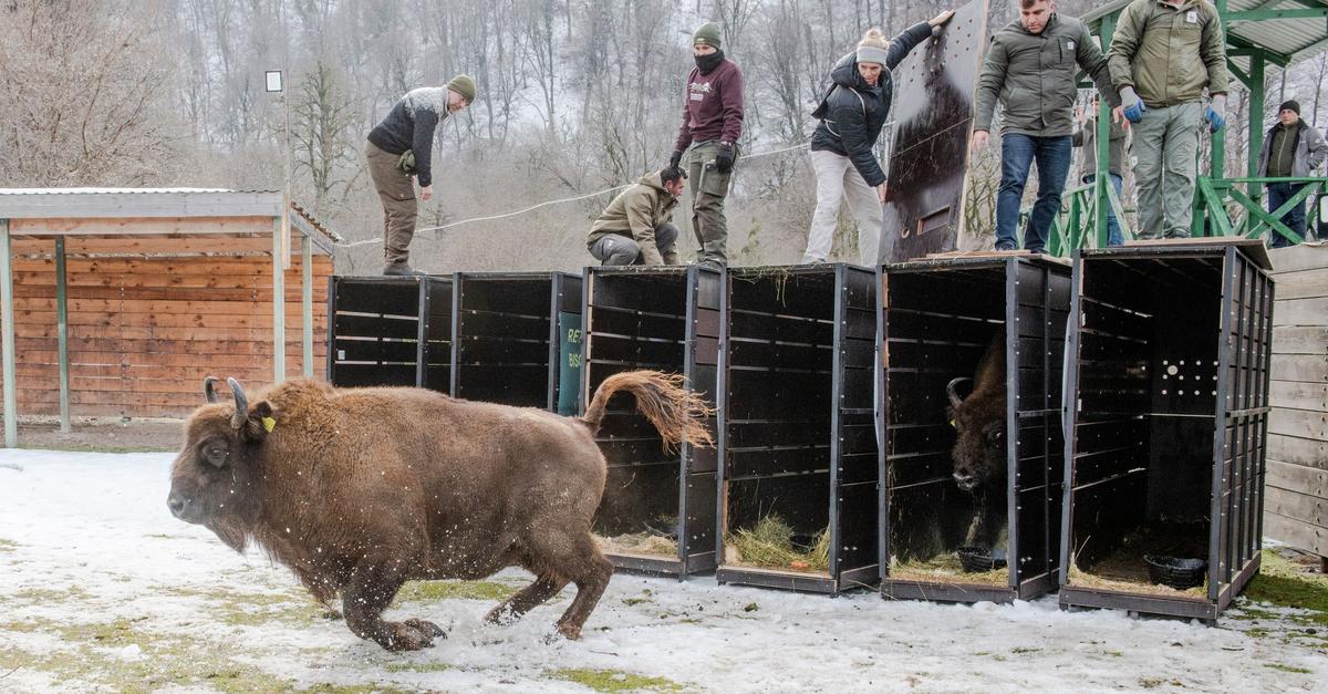 18 Wisente aus Deutschland im Kaukasus ausgewildert