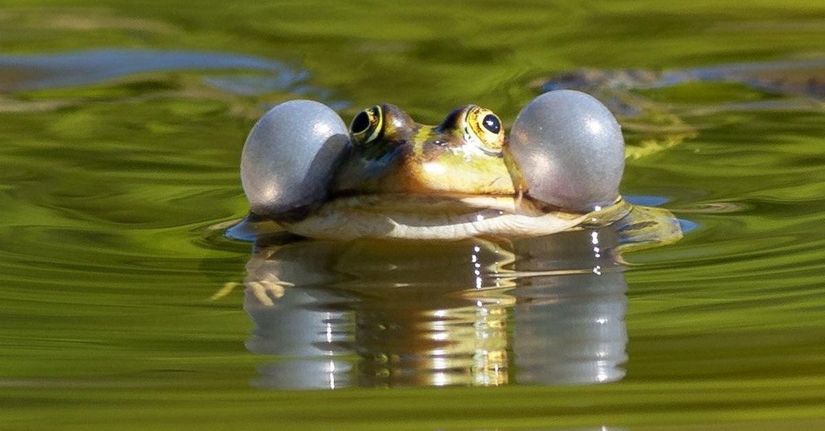 Froschschenkel: Weltartenkonferenz stellt Tiere unter Schutz