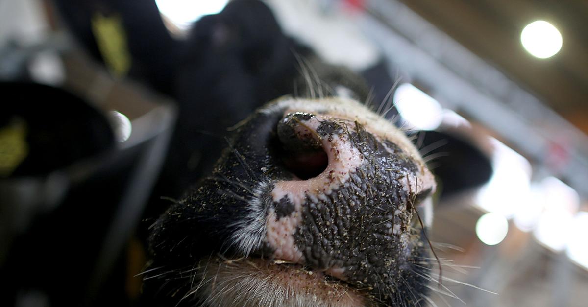 Erstmals Vogelgrippe bei Kuh außerhalb der USA nachgewiesen