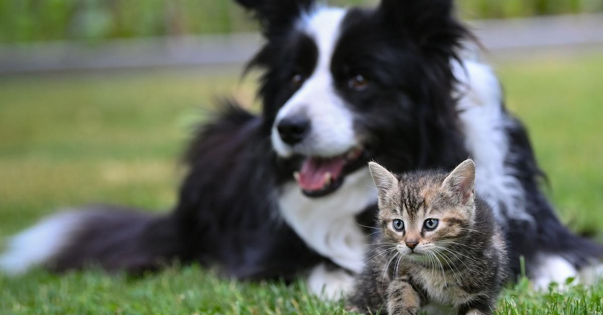 WG mit Hindernissen: So klappt’s mit Hund und Katz