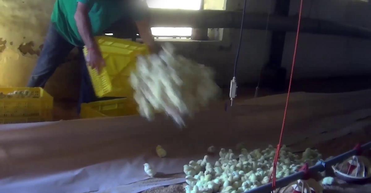 „Lidl-Fleischskandal”: Neue Aufnahmen zeigen brutale Tierquälerei